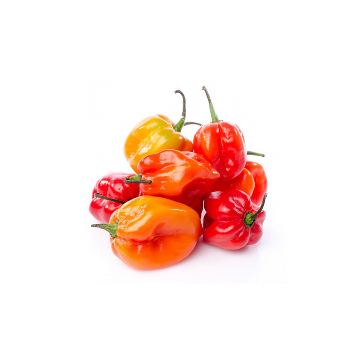 HOT PEPPER SANTO DOMINGO 3.6KG - FreshTropical
