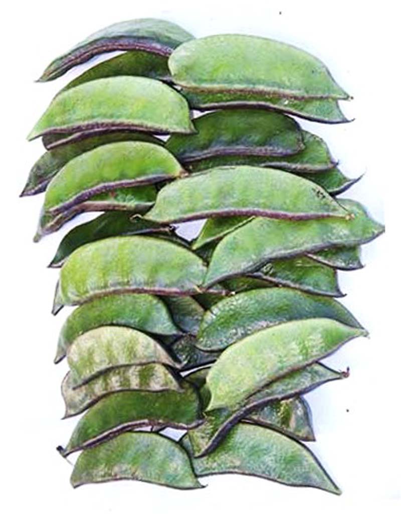 BANGLA VERD SEEM(COUNTRY BEANS) 5KG - FreshTropical