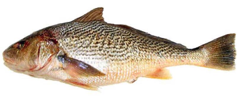OMBRINA ATLANTICA INTERA 1000-1500 20KG - FreshTropical