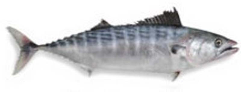 TUNA/PALAMITA WHOLE 1-3KG 15KG - FreshTropical