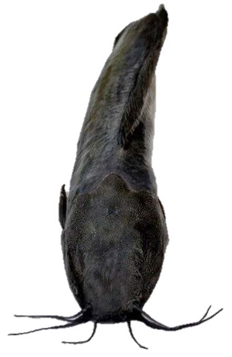 CATFISH (MAGUR) 800-1000g 3KG - FreshTropical