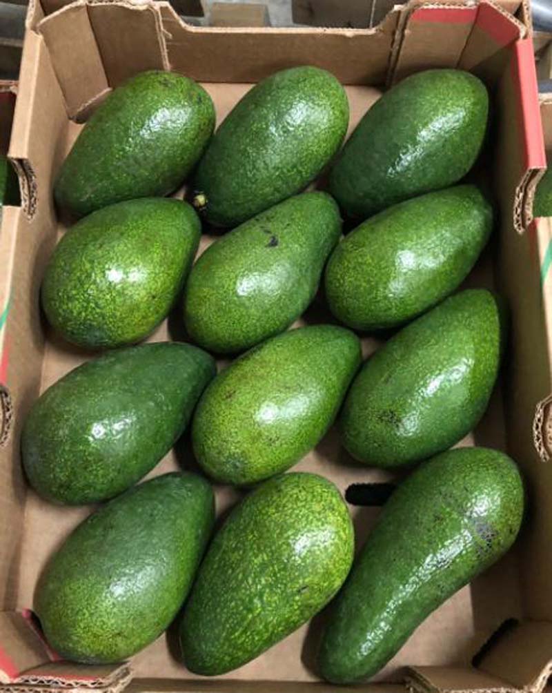 AVOCADO GREEN ETTINGER 4KG - FreshTropical