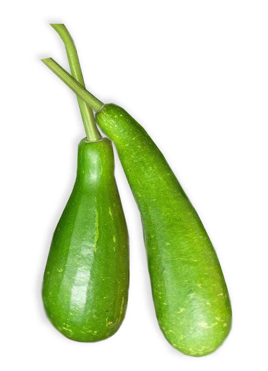 BANGLA VERD DUDHI/LONG SQUASH 5KG - FreshTropical