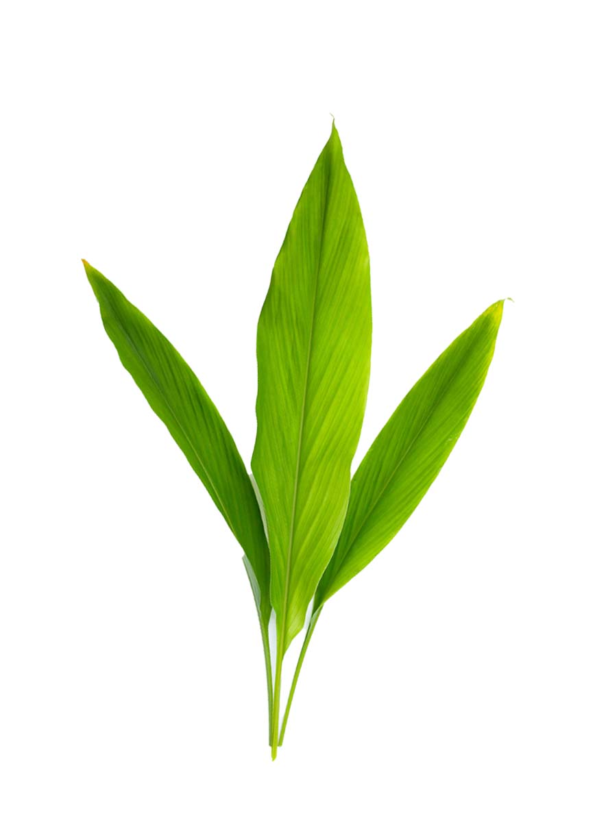 CURRY LEAVES ALI BABA 14X20G - FreshTropical