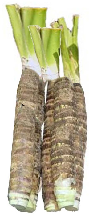 BANGLA VEG. KOCHU(MURA) 5KG - FreshTropical