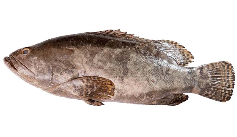 CERNIA INTERA CONGELATA 3-5KG 25KG - FreshTropical