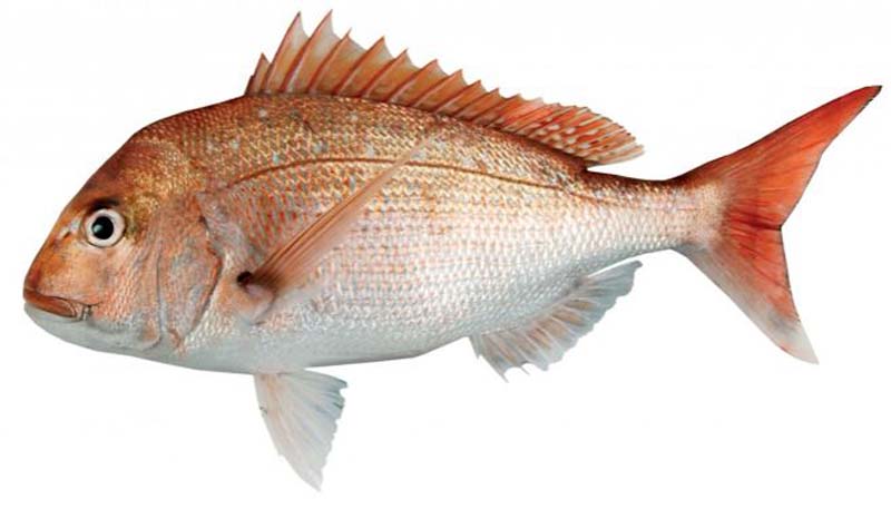 PAGRO WHOLE 800 UP 5KG - FreshTropical