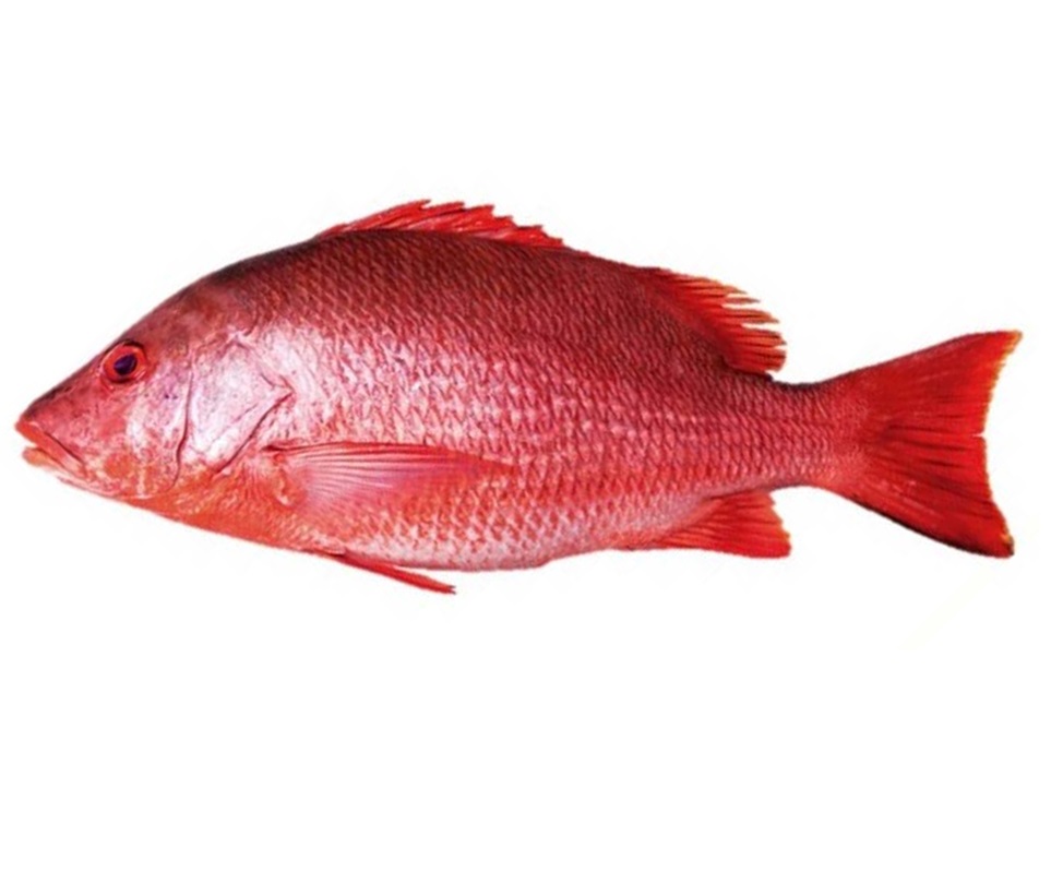 LUTIANO EVISC. CONGELATO 1-2KG 20KG - FreshTropical