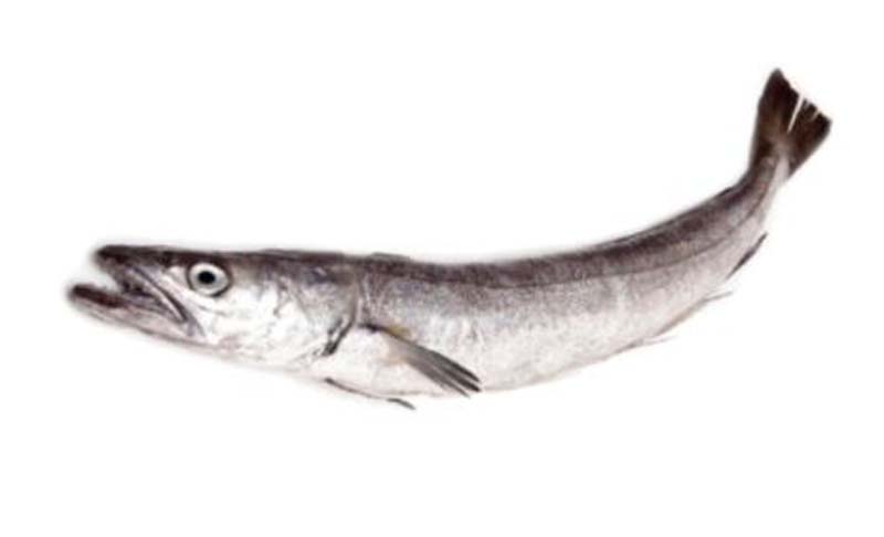 HAKE HUBBSI HGT- IWP (2) 600-900GR - FreshTropical