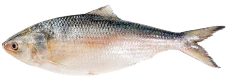 HILSA WHOLE 500/800 (HILSHA ILSHA) 10KG - FreshTropical