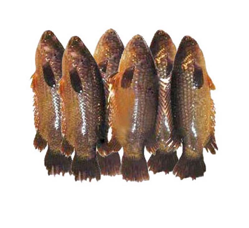 BD BLOCK KOI CLEAN 12X500G - FreshTropical