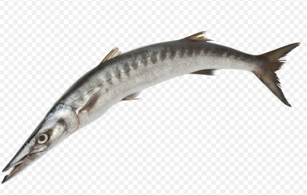 BARRACUDA 2000-3000 WHOLE 25KG - FreshTropical